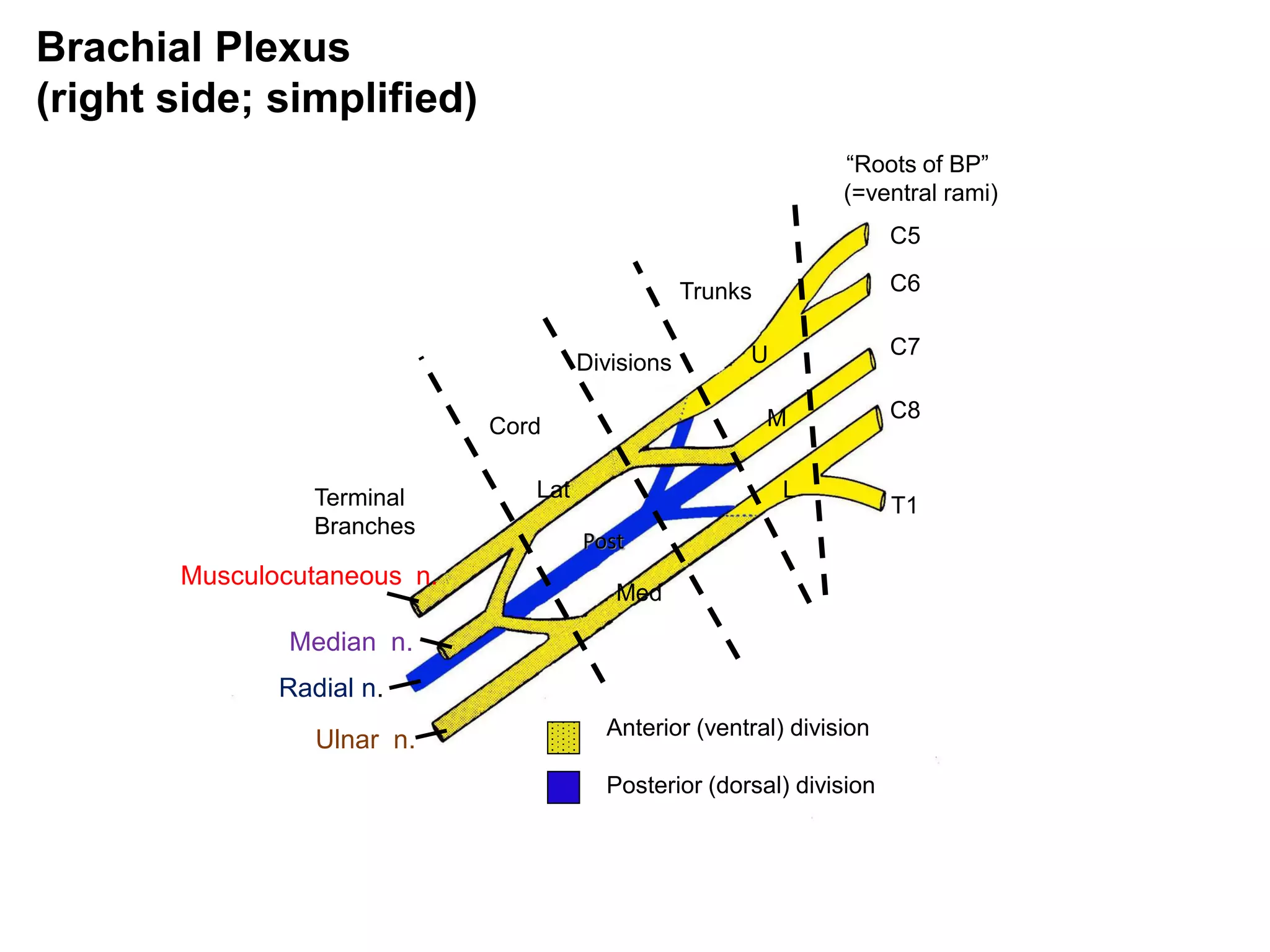 brachial_plexus (1).pdf