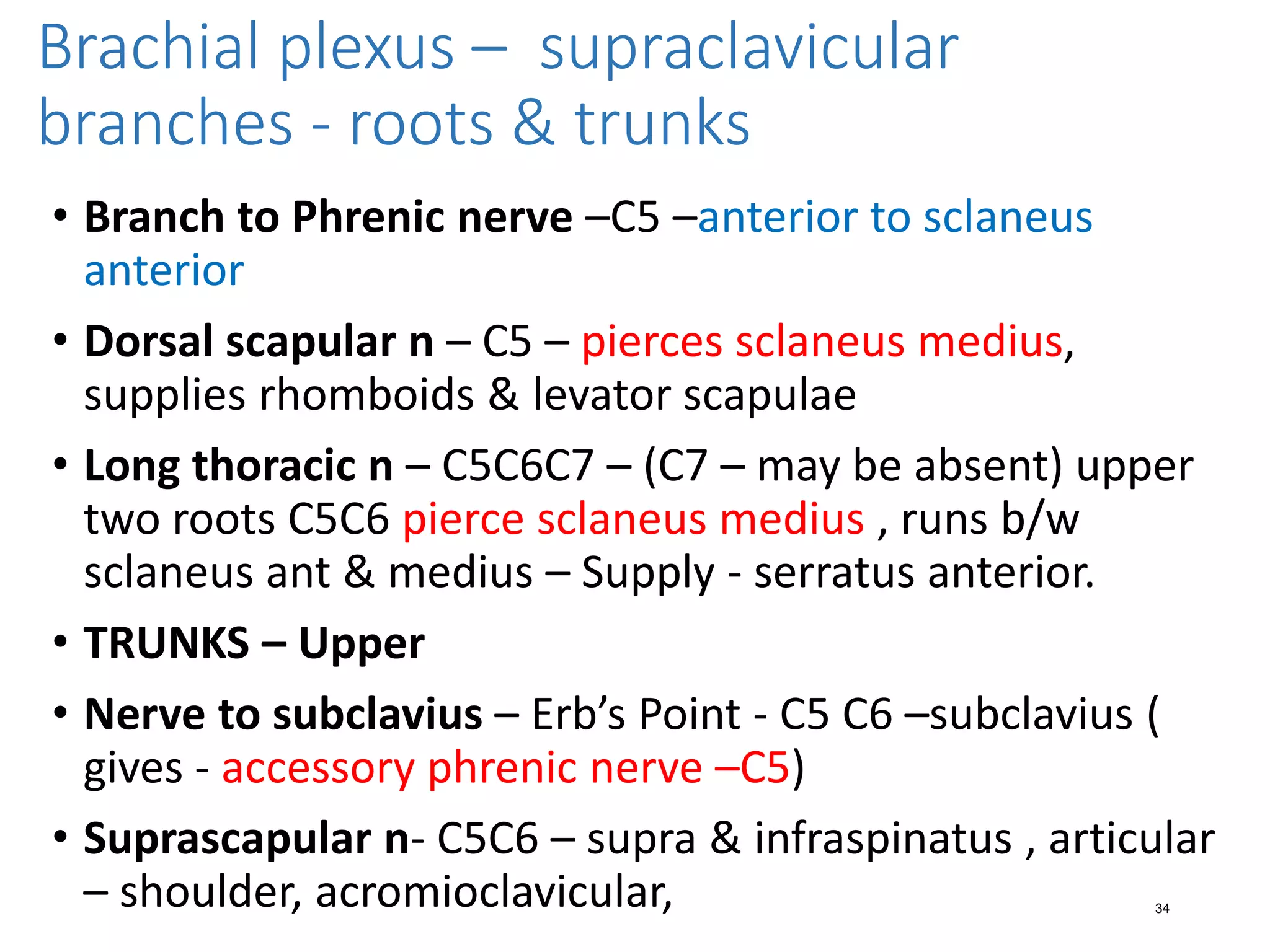 brachial_plexus (1).pdf