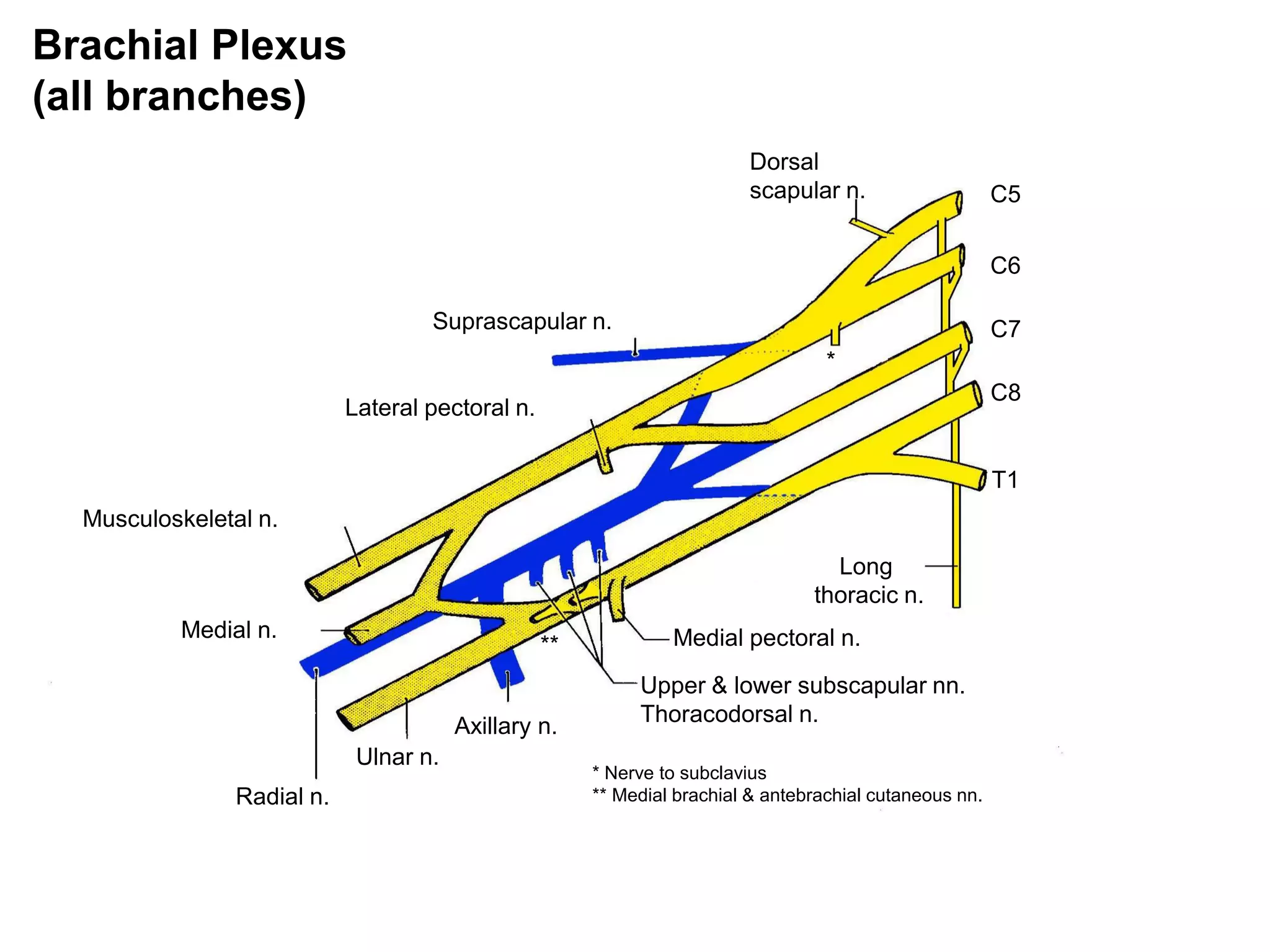 brachial_plexus (1).pdf