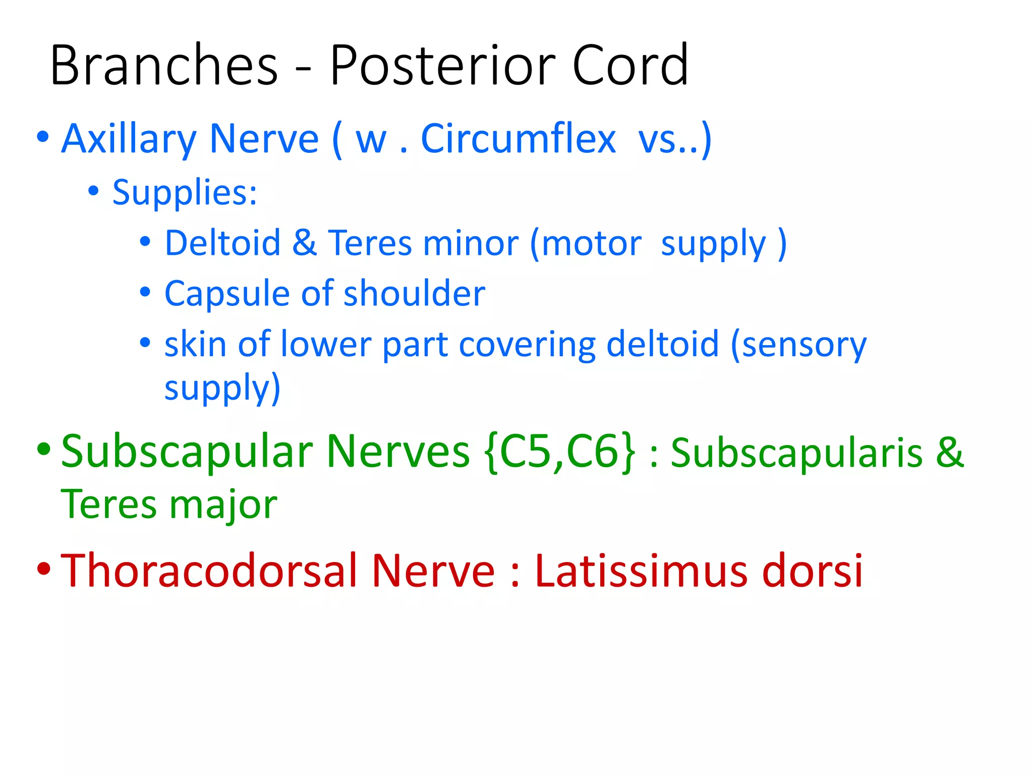 brachial_plexus (1).pdf