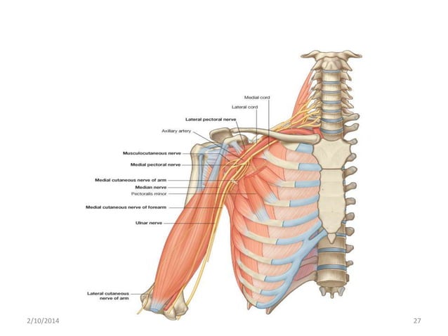 Brachial plexus (2) | PPT
