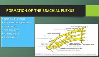 Brachial plexus (amir) | PPTX