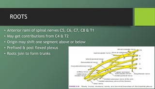Brachial plexus (amir) | PPT