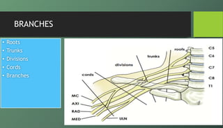 Brachial plexus (amir) | PPT