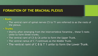 Brachial plexus (amir) | PPTX