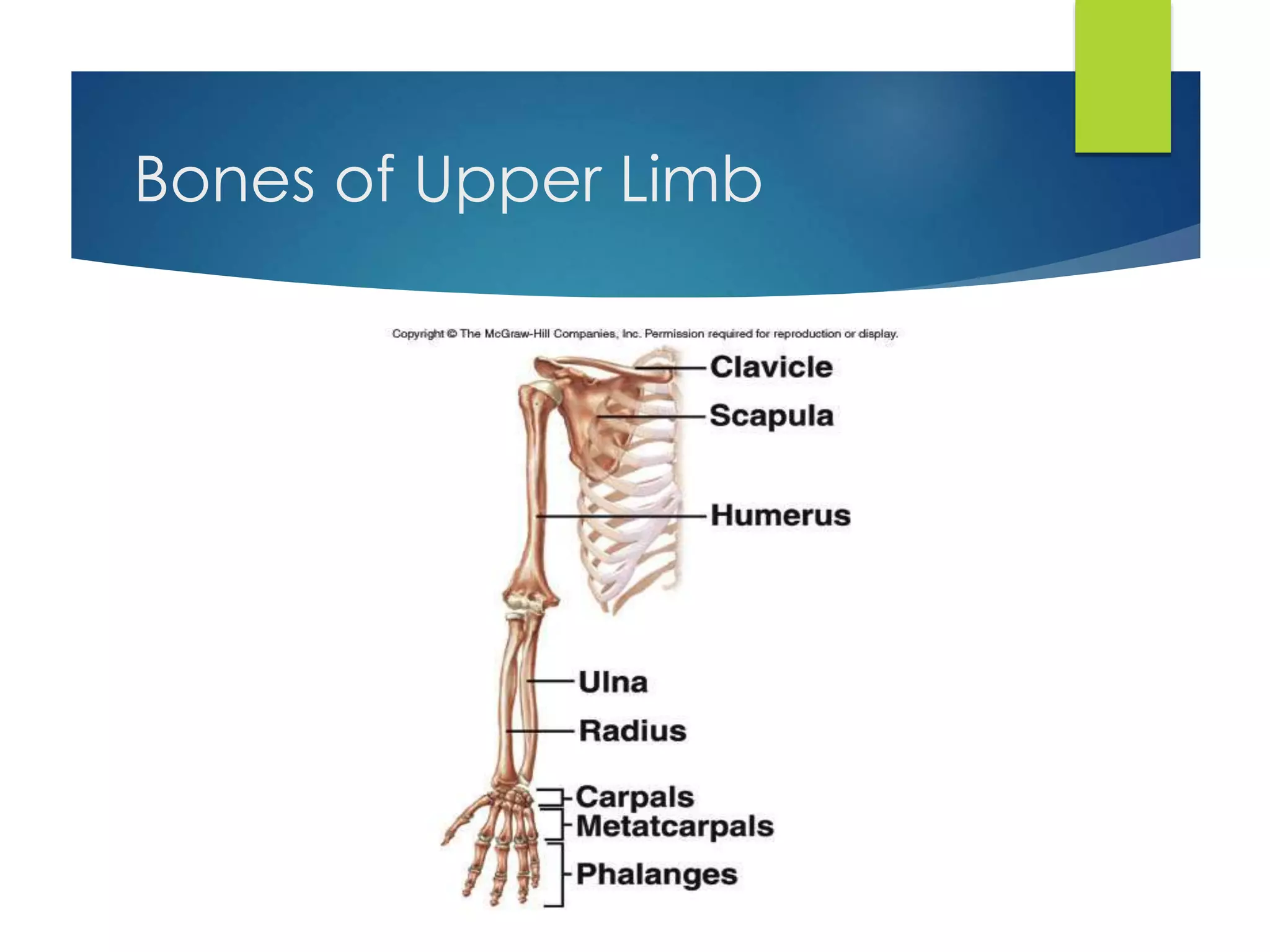 Brachial Plexus Anatomy Ppt