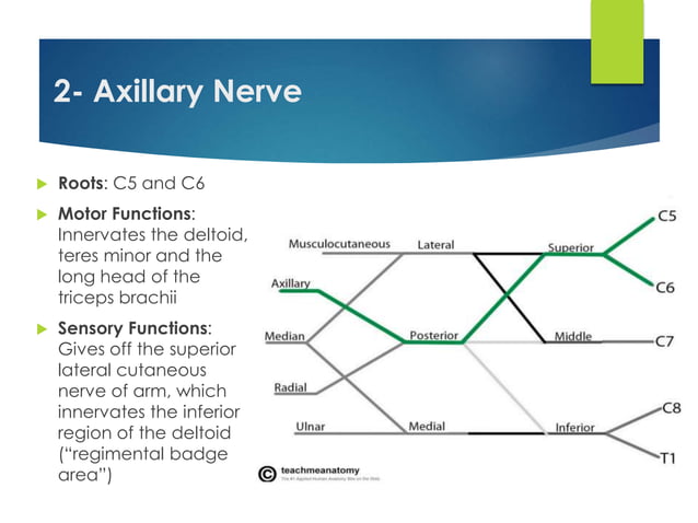 Brachial Plexus Anatomy | PPTX