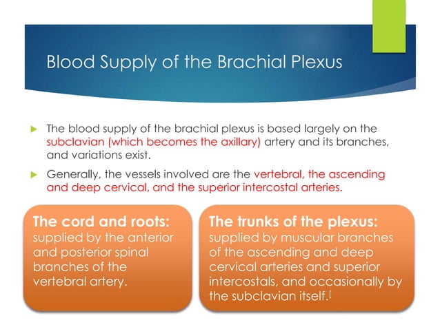Brachial Plexus Anatomy | PPTX
