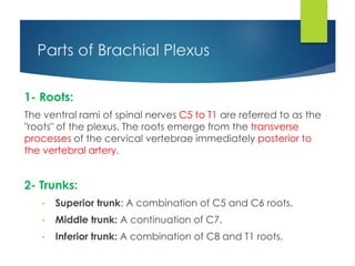 Brachial Plexus Anatomy | PPTX