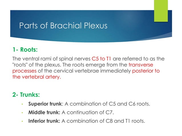 Brachial Plexus Anatomy | PPTX