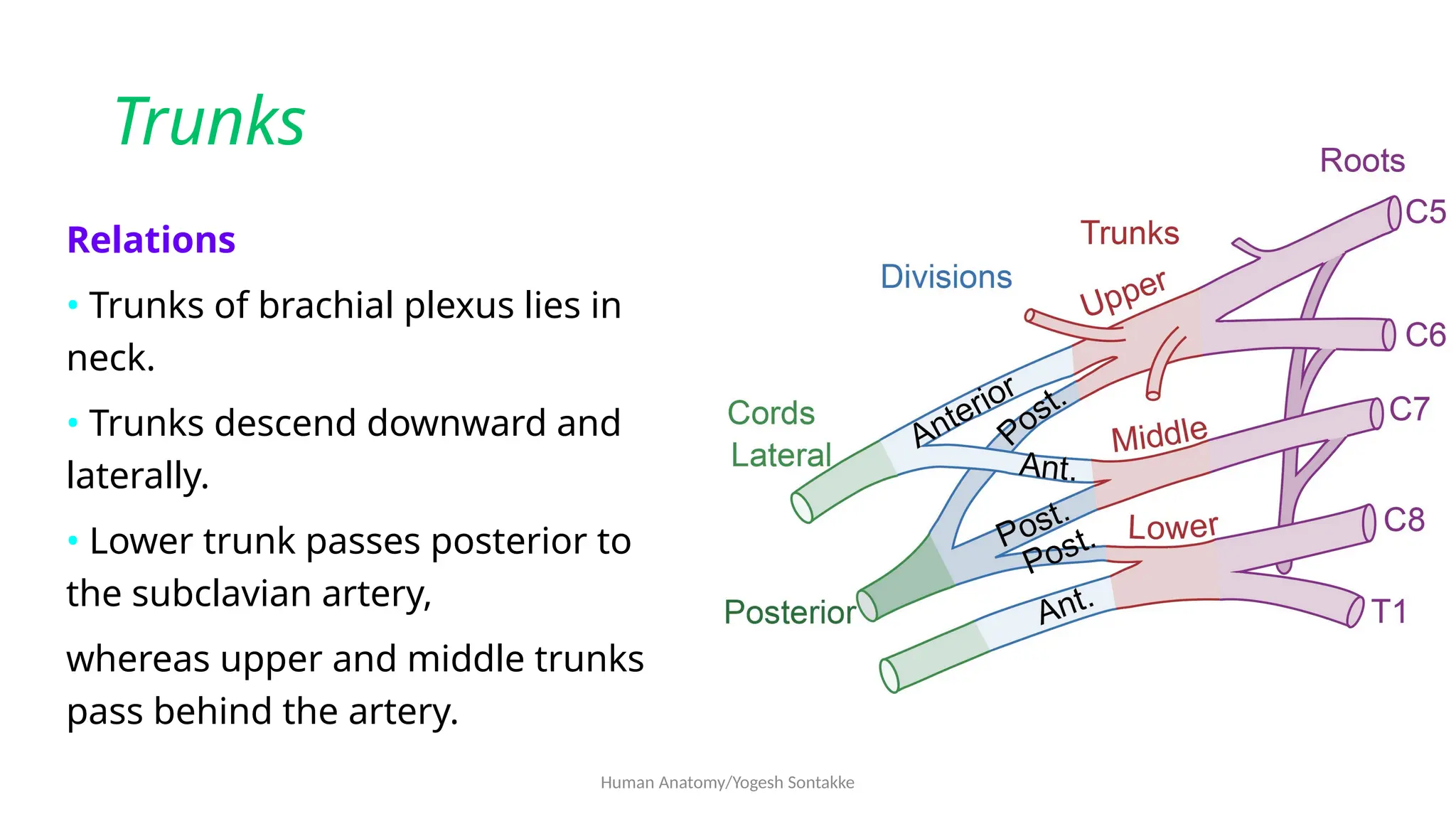 Brachial Plexus and Applied Anatomy.pptx
