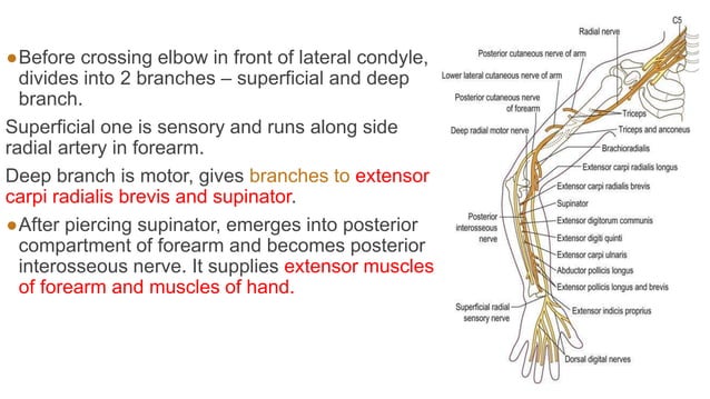 Brachial plexus and peripheral nerve lesion { 1821-1830 }.pptx