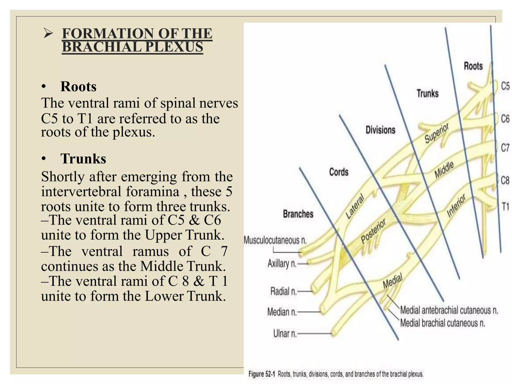 Brachial plexus block | PPT