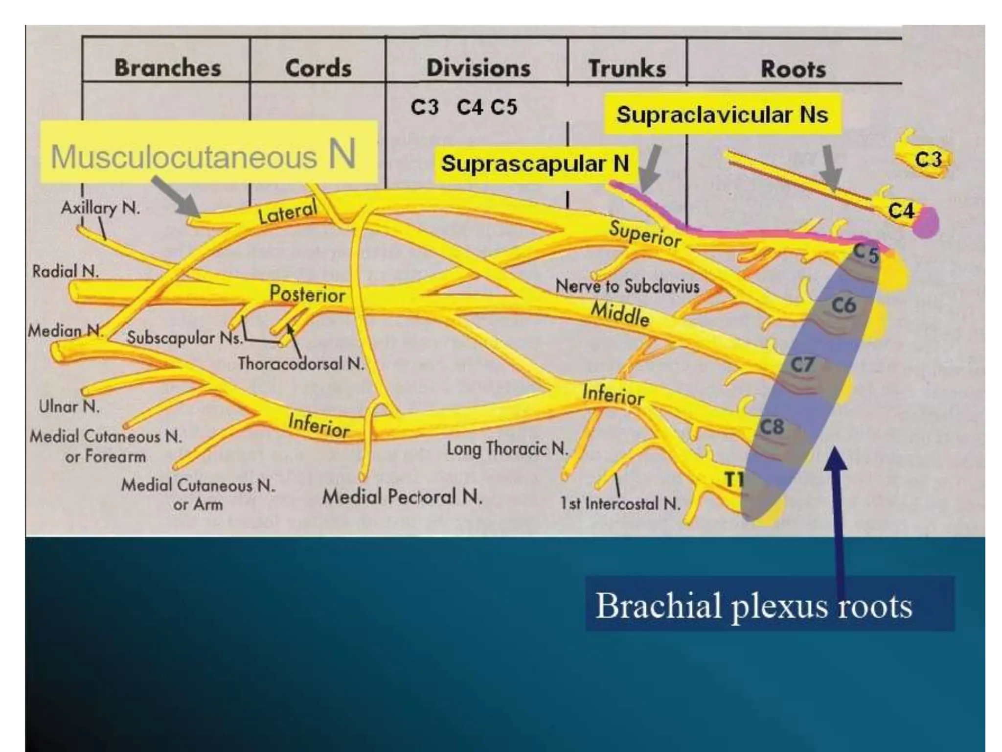 BRACHIAL PLEXUS BLOCK 1..............pptx
