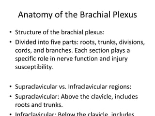 Brachial_Plexus_Differential_Diagnosis_Detailed (1).pptx