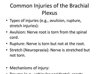 Brachial_Plexus_Differential_Diagnosis_Detailed (1).pptx