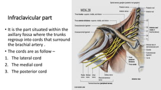 Brachial plexus | PPTX