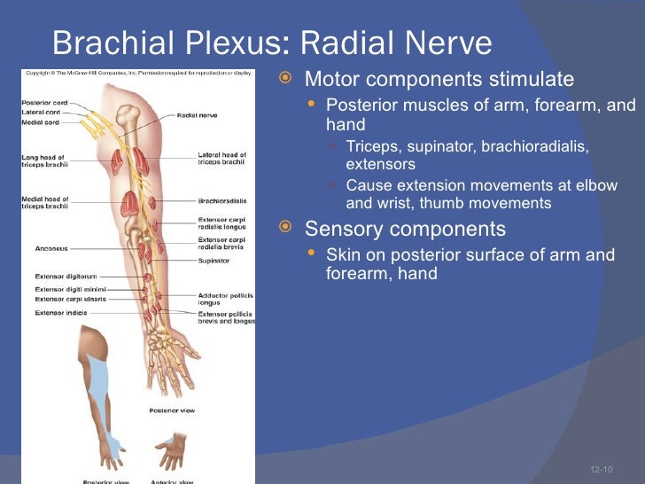 Brachial plexus injuries
