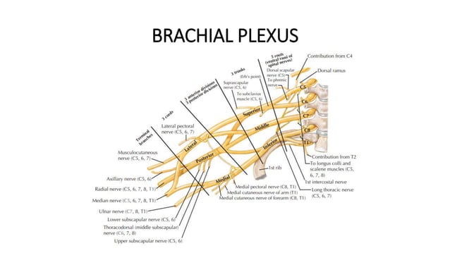 BRACHIAL PLEXUS INJURIES.pptx