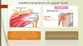 brachial plexus injuries and diagnosis with management | PPTX