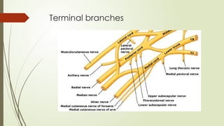 brachial plexus injuries and diagnosis with management | PPTX