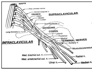 Long Thoracic Nerve Brachial Plexus