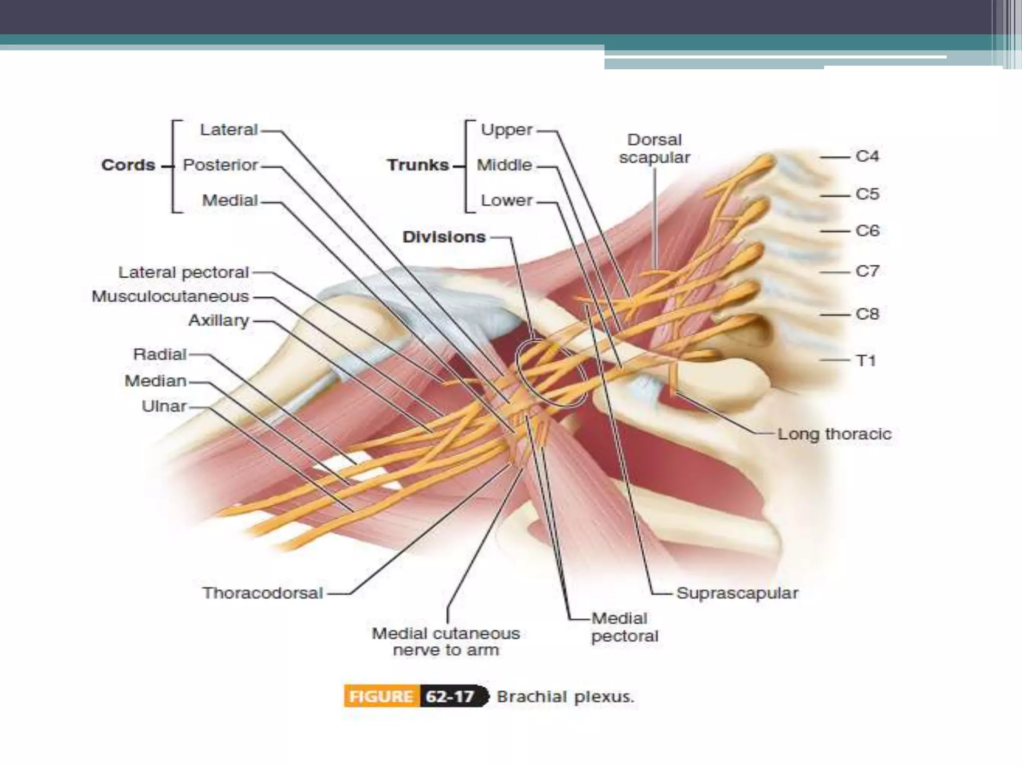 Brachial plexus injuries .pptx