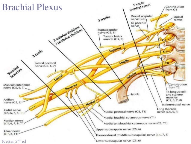 Brachial plexus injury