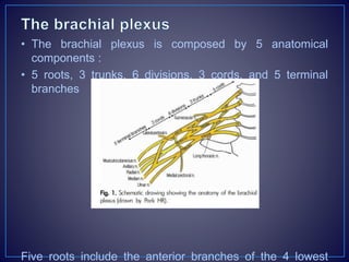 Brachial plexus injury | PPTX