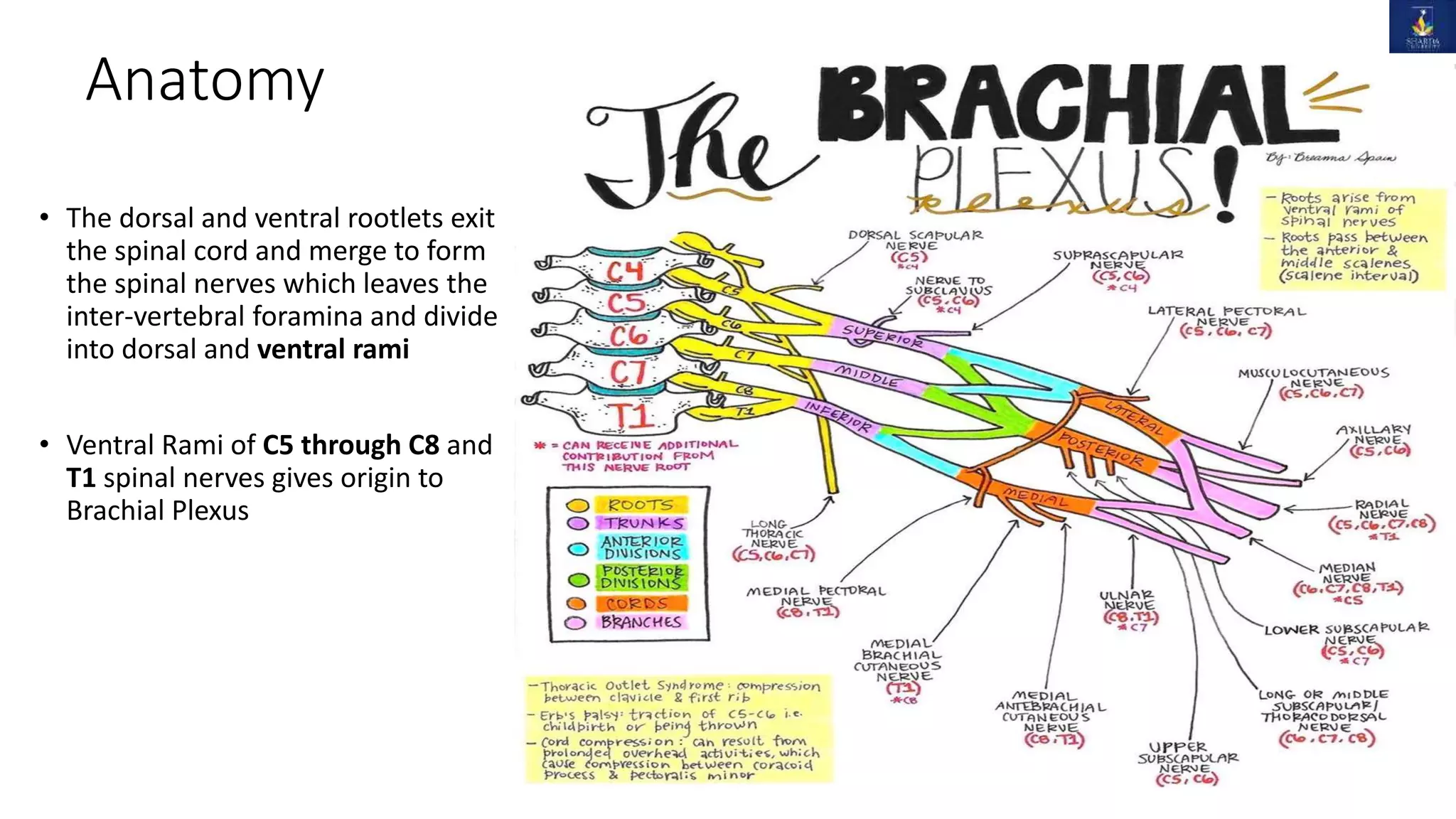 Brachial Plexus Injury | PPTX