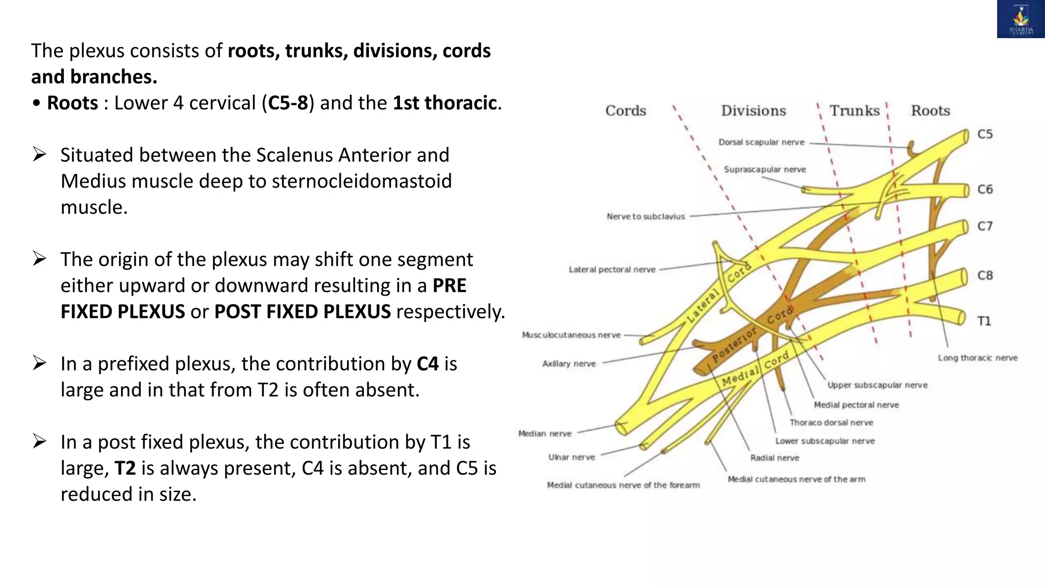 Brachial Plexus Injury | PPTX