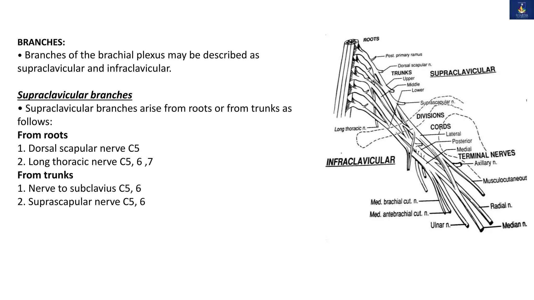 Brachial Plexus Injury | PPTX