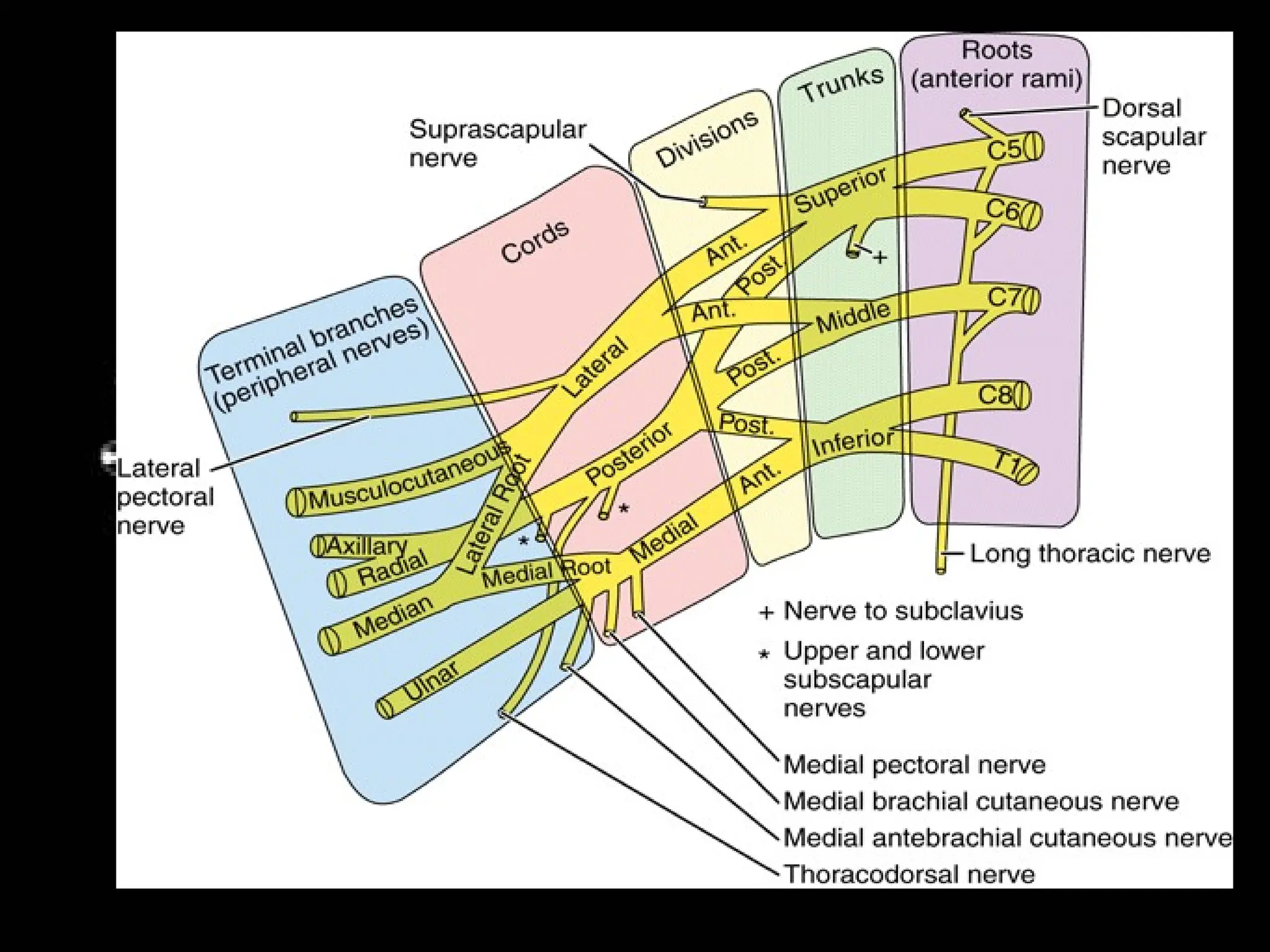 Brachial plexus and peripheral nerve injuryinjury.pptx