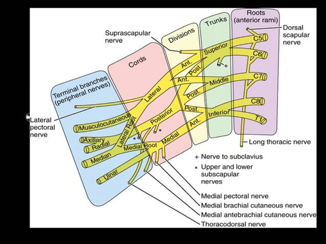 Brachial plexus and peripheral nerve injuryinjury.pptx