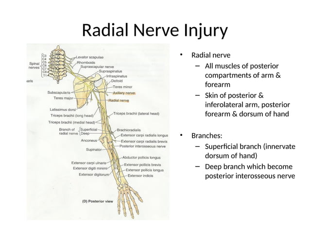 Brachial plexus and peripheral nerve injuryinjury.pptx