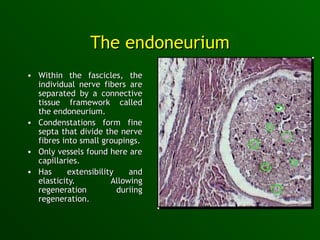 brachial plexus injury management ortho.ppt