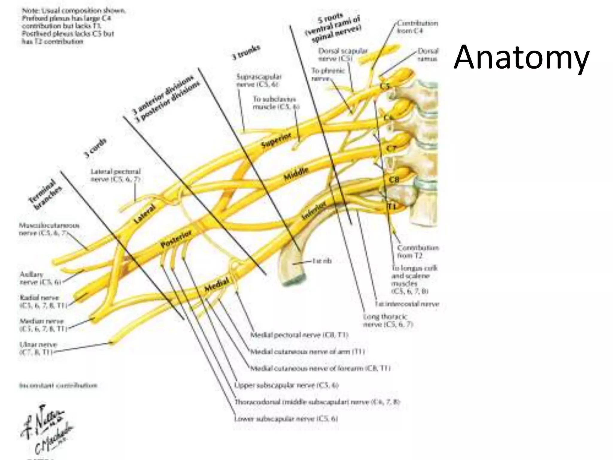 Brachial plexus injury | PPT
