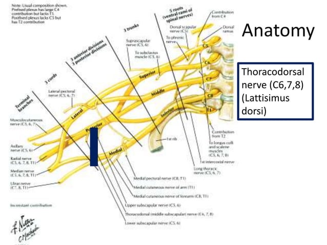 Brachial plexus injury | PPTX