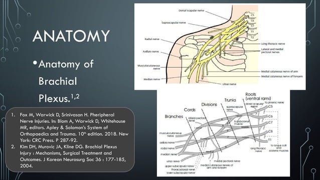 Brachial Plexus Injury Brachial Plexus Injury .pptx