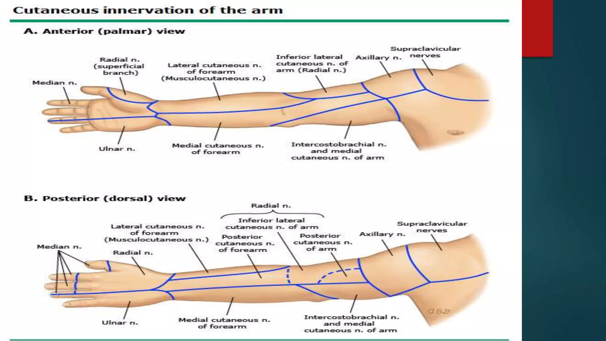 Brachial plexus injury and Thoracic outlet syndromes | PPTX