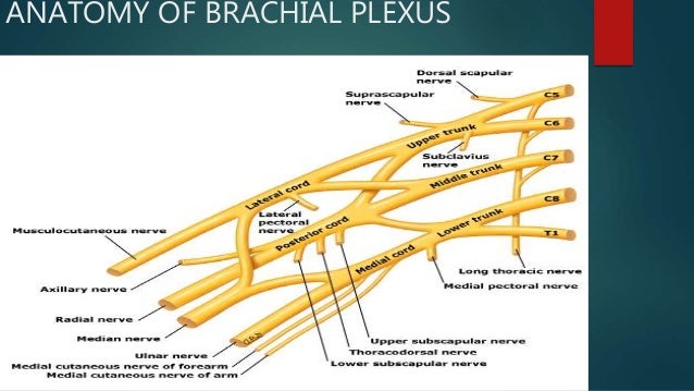 Brachial plexus injury and Thoracic outlet syndromes