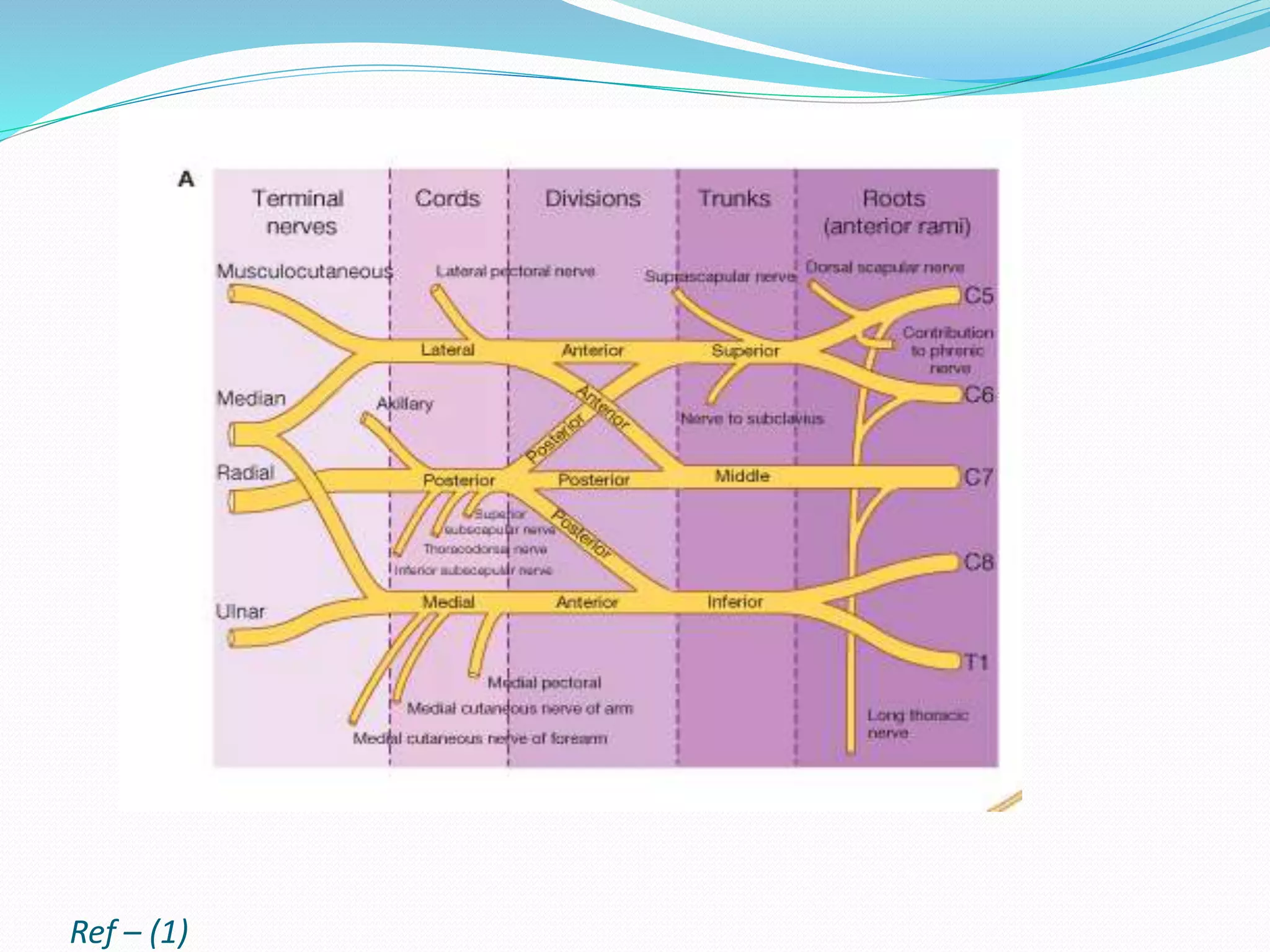 Brachial plexus injury diagnosis | PPT