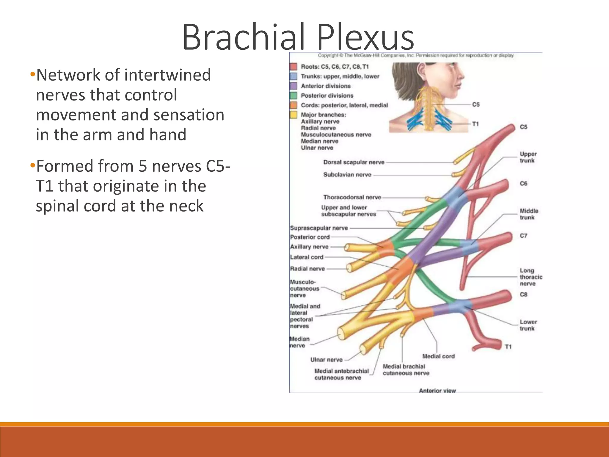 BRACHIAL PLEXUS INJURY EDITED.pptx