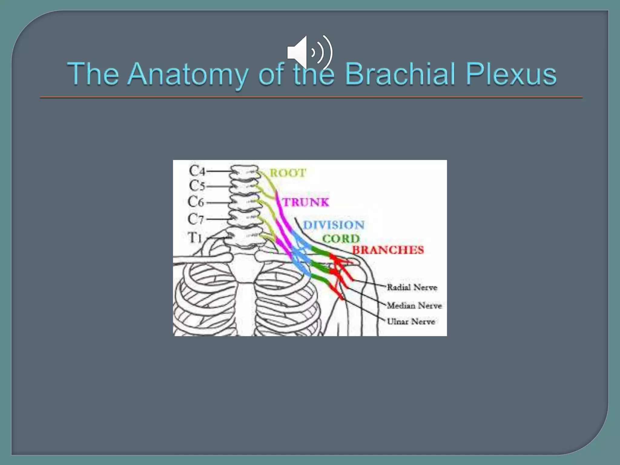 Brachial plexus injury | PPTX