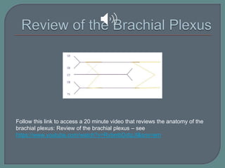 Brachial plexus injury | PPTX