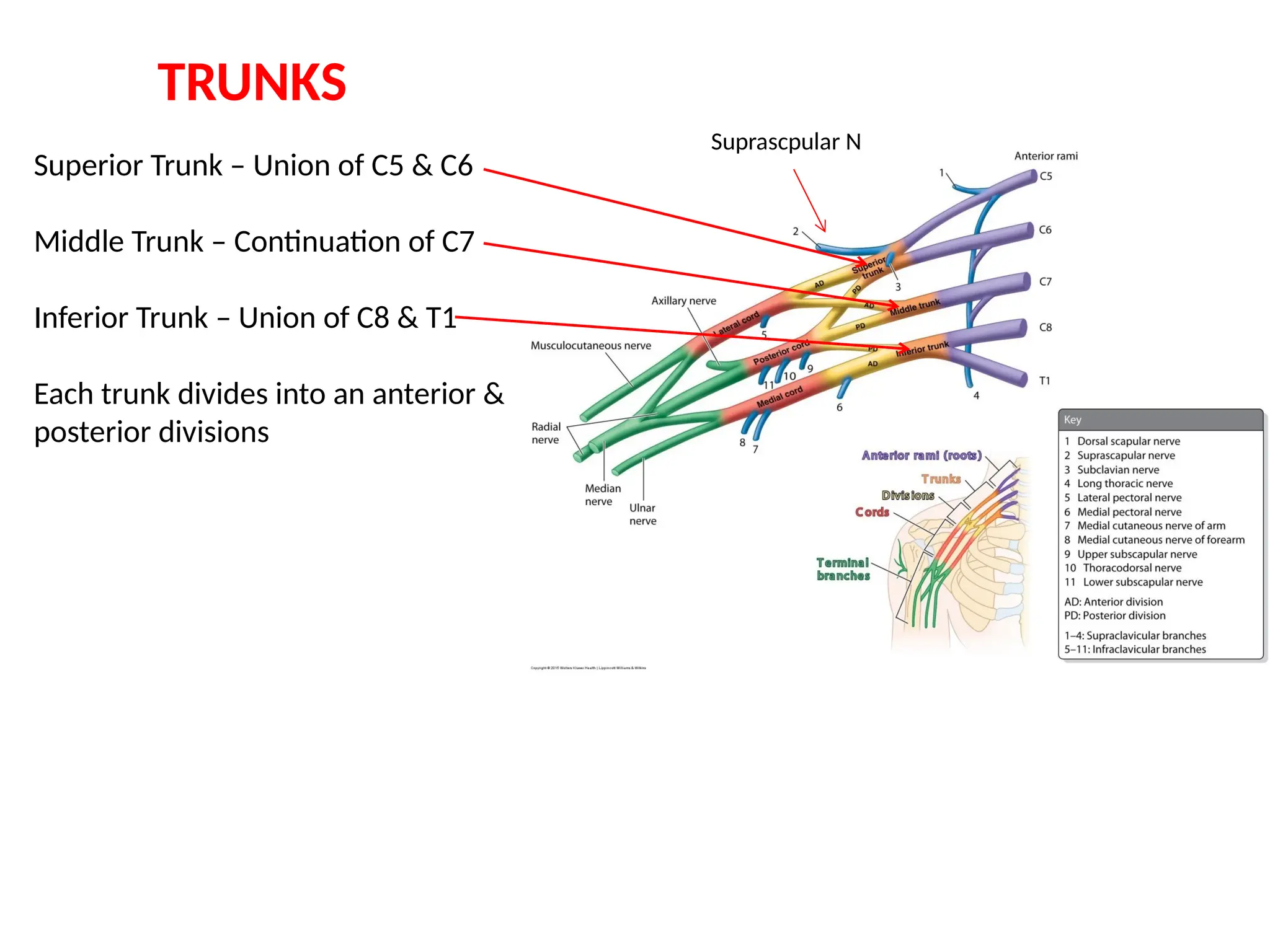 Brachial Plexus Lesions & Upper Extremity Nerves.pptx