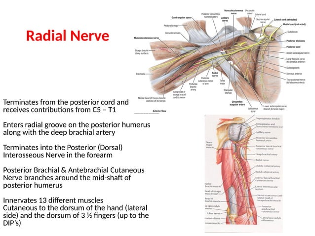 Brachial Plexus Lesions & Upper Extremity Nerves.pptx