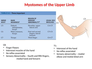 Brachial Plexus Lesions & Upper Extremity Nerves.pptx