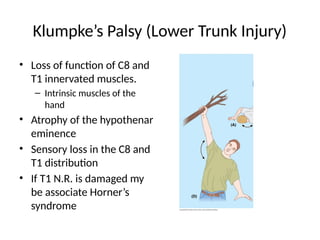 Brachial Plexus Lesions & Upper Extremity Nerves.pptx
