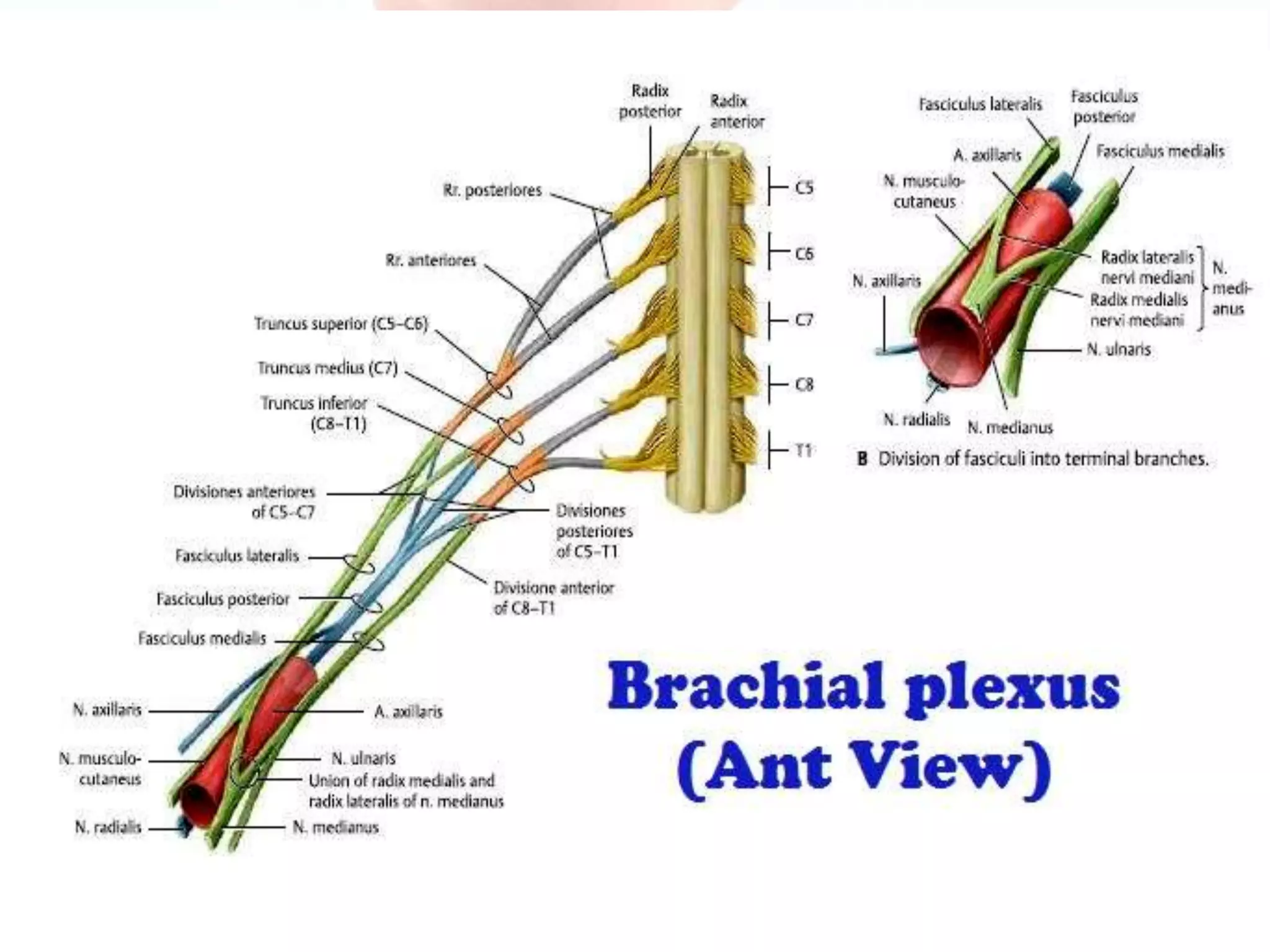 Brachial plexus of nerves.pptx